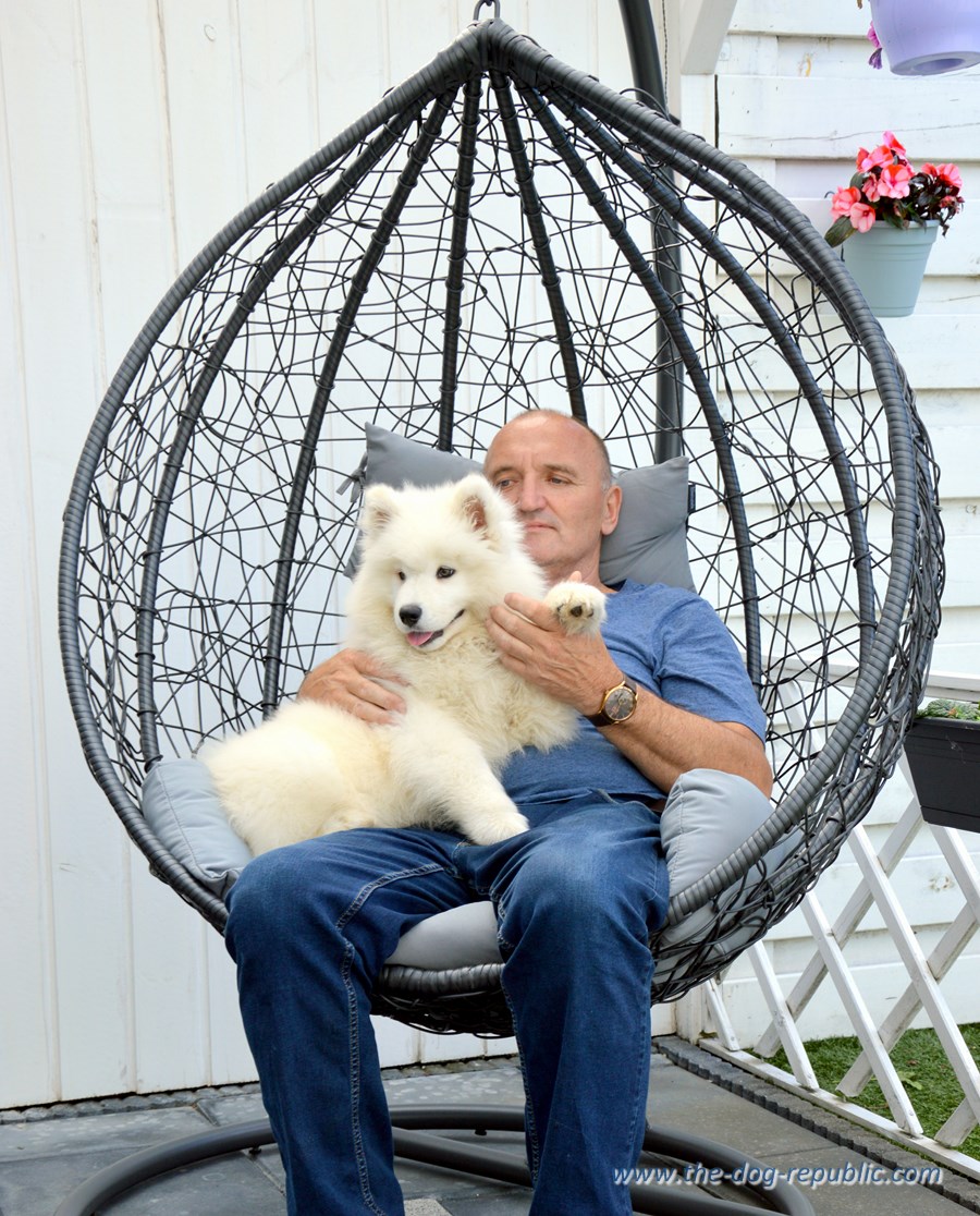 Samoyed Kennel "DUBDOG WHITE" : THE DOG REPUBLIC
