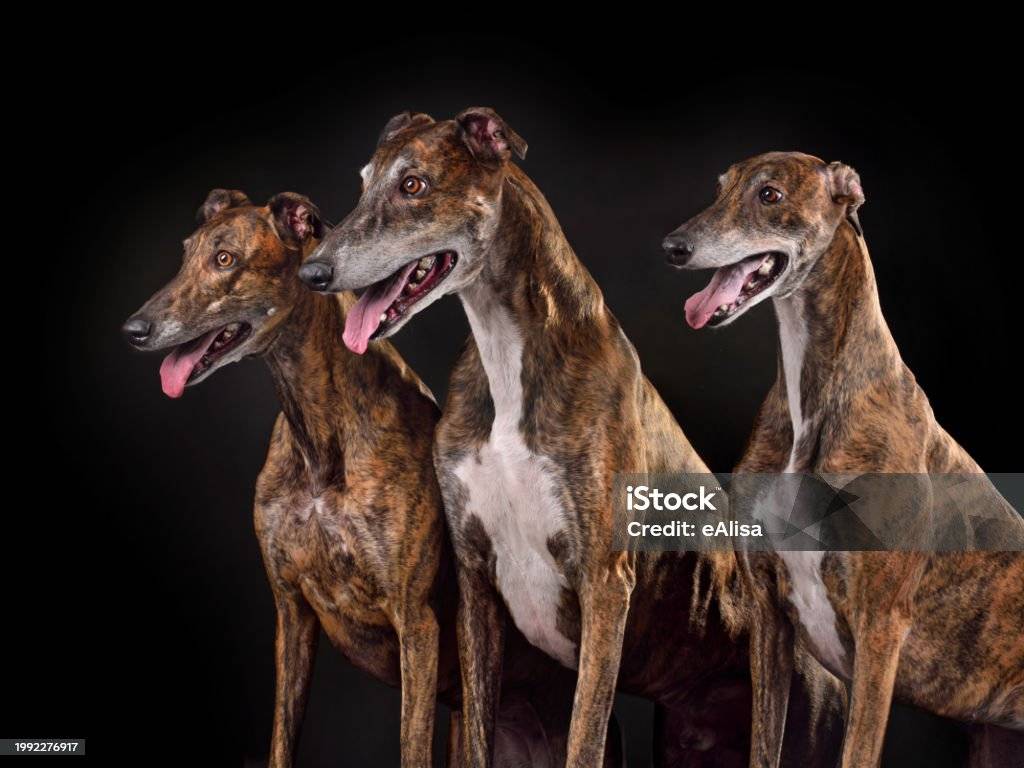 ČOVEK, VUK, PAS — SAMOJED : THE DOG REPUBLIC